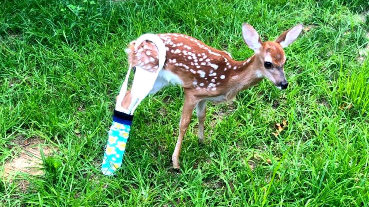 Fawn Gets Colorful Cast After Breaking Leg - YouTube