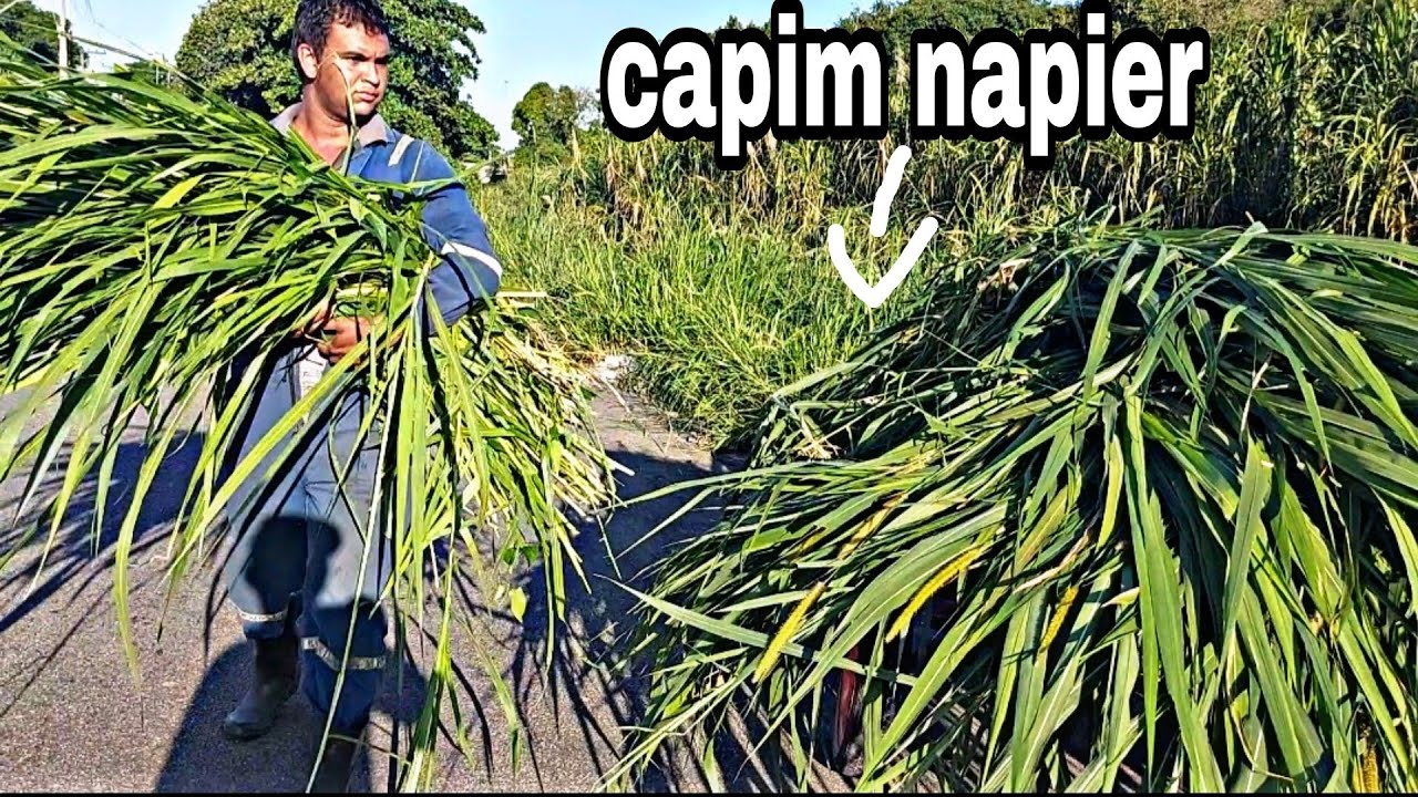 PEGAMOS CAPIM NAPIER - YouTube