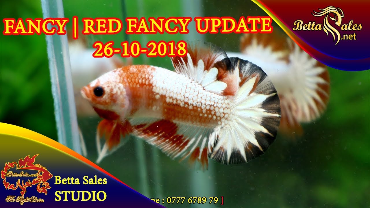 Fancy | Red Fancy | Fancy Copper Betta Update 26/10/18 - www.BettaSales ...