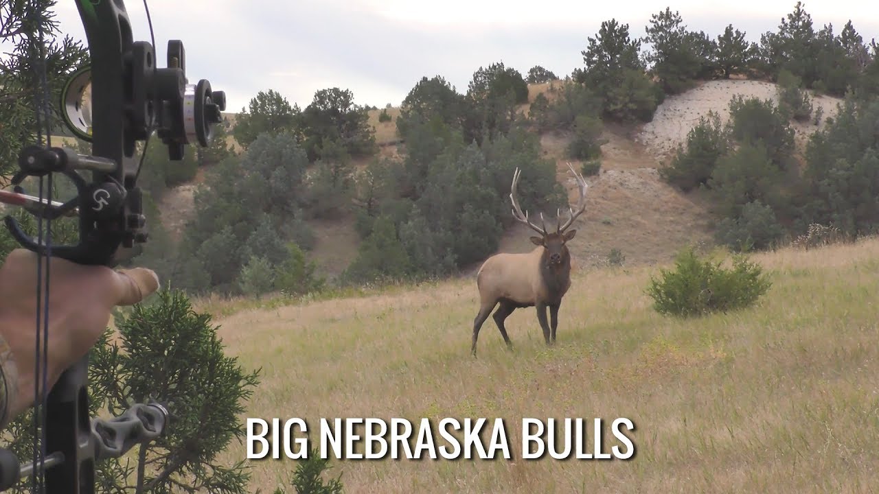 Big Nebraska Bulls - YouTube