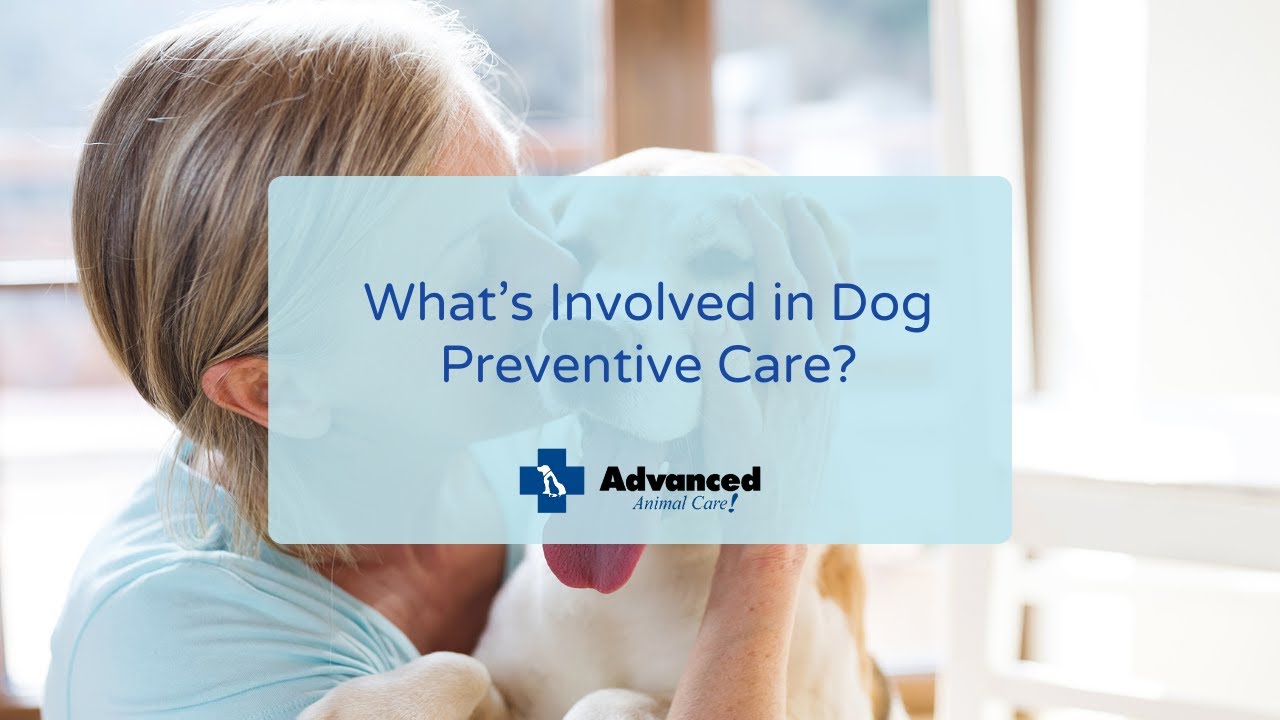 What’s Involved in Dog Preventive Care? - YouTube