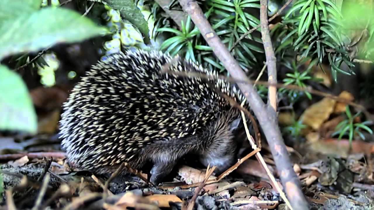 Igel im Garten - Hedgehog in the garden - YouTube