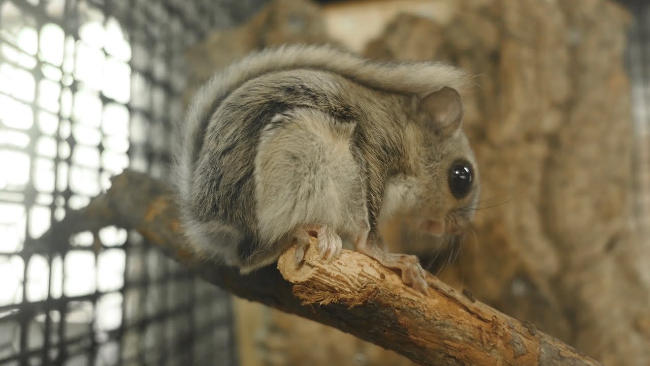 2018, July. Russian Flying Squirrel at Maruyama Zoo - YouTube