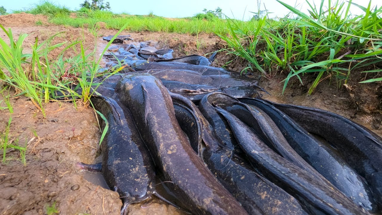 Unique Fishing! Catch A Lot Of Fish In Mud At Field When Dry Water ...