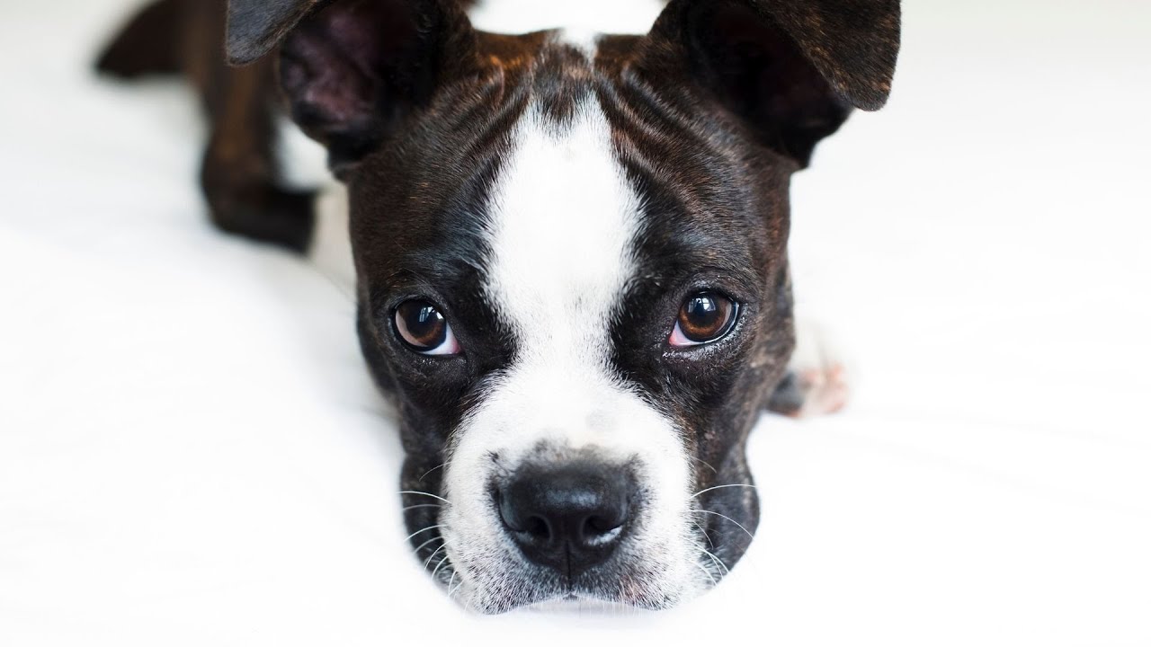 The Boston Terrier's Origins: An American Story - YouTube