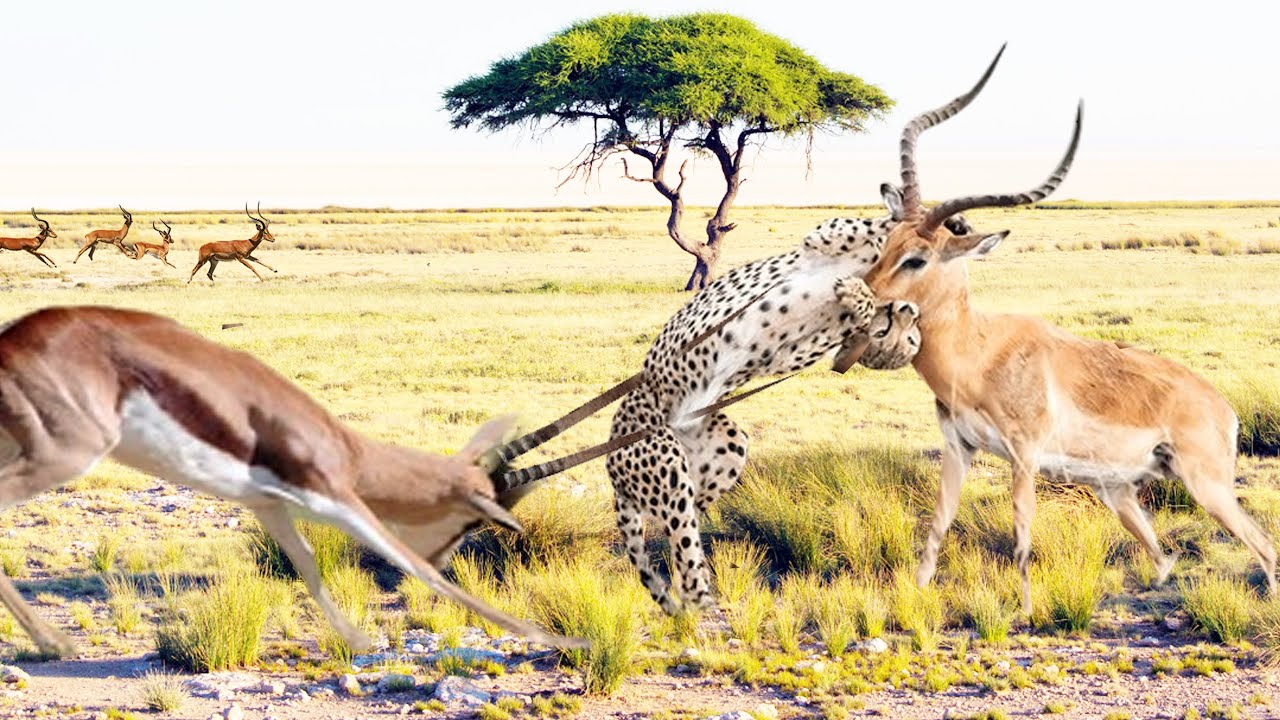 African Wildlife In Action! Antelope Tossing Leopard To The Air To Save ...