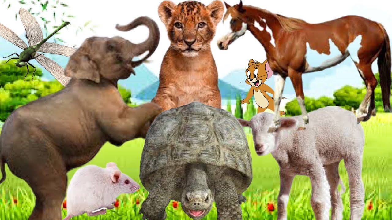 Baby Animal Moments: Horse, Elephant, Baby Lion, Mouse - YouTube