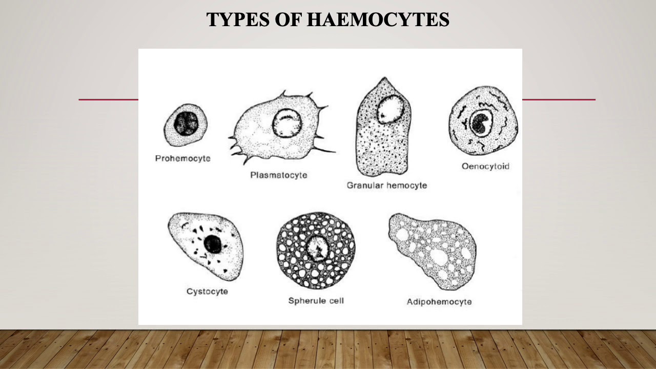 Blood cell types in Insects - YouTube