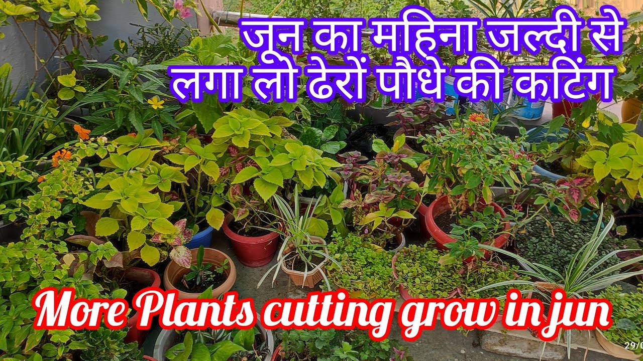 जून का महिना जल्दी से लगा लीजिए ढेरों प्लांट की कटिंग/More plant ...