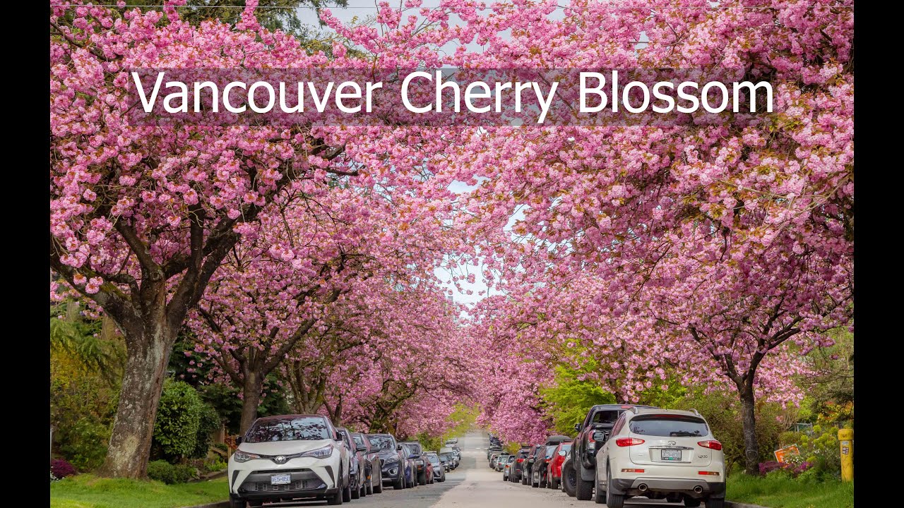 Vancouver in Bloom: Stunning Cherry Blossoms Tour - YouTube