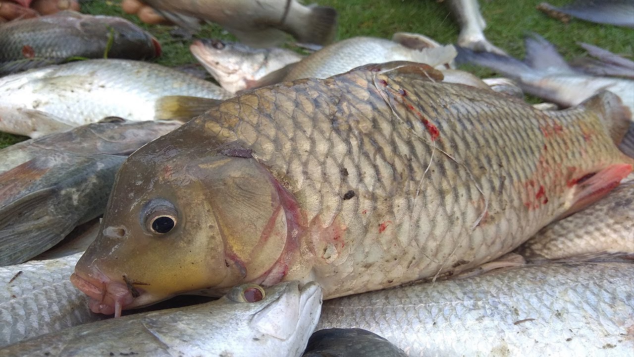 Wow Amazing Live Fish Catching In Village Pond By Net || Net Fishing ...