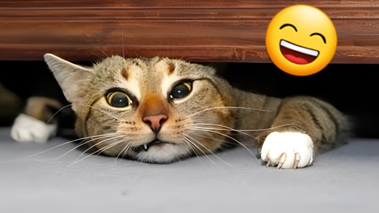 Kittens Meowing - Cute and Funny Cat Videos Compilation #11 | Furry ...