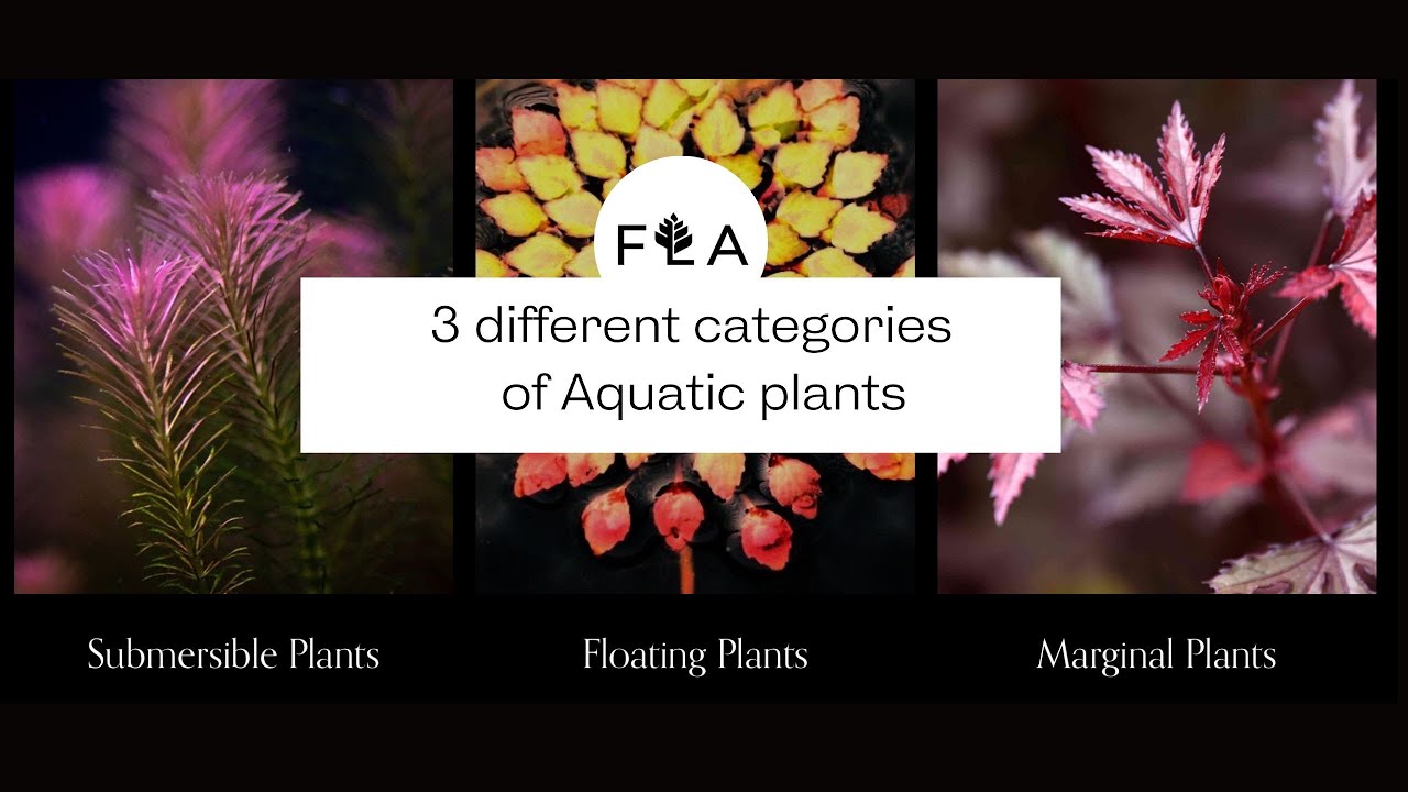 Part 1 of 3: What submersible plants? - YouTube