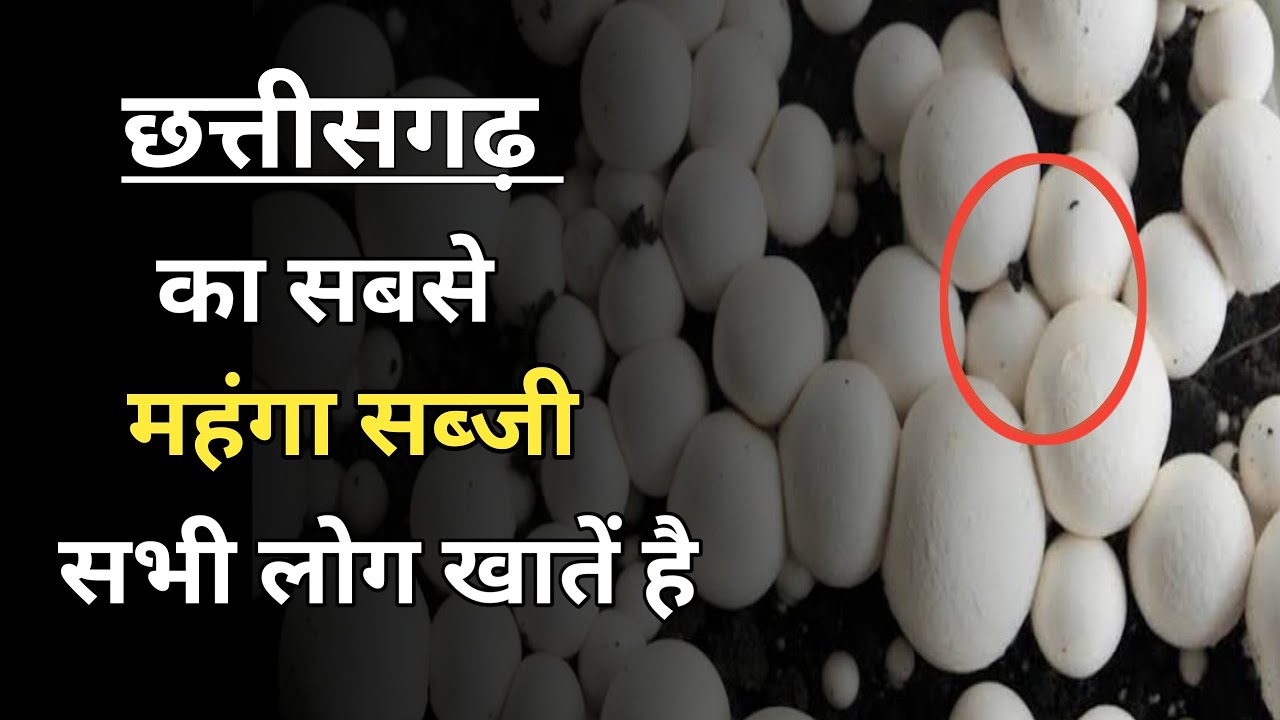 Natural mushroom's of Chhattisgarh's!! Natural mushroom's of jungle ...