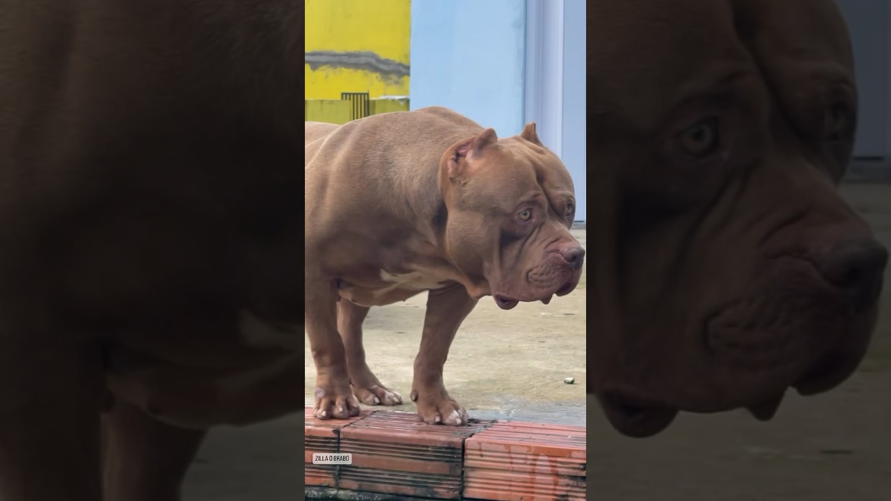 ZILLA FILHO DA LENDA VIVA BEARZILLA 🔥🔥🔥 - YouTube
