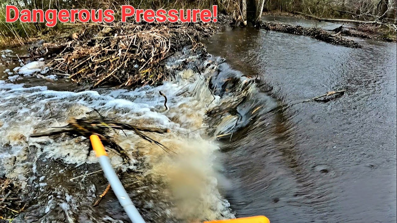 SCARY Amount Of FLOODING WATER In The Mother BEAVER DAM Number 2 Area ...