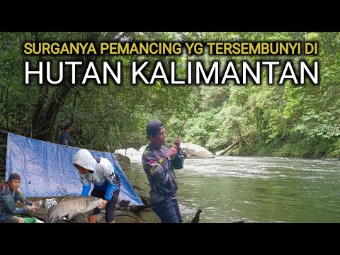 Kewalahan..!! Strike ikan mahseer Segede bayi saat mancing camping