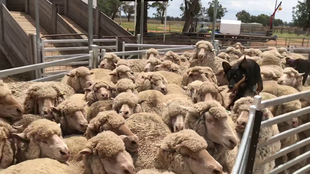 Paddy lot 25 Jerideri working dog auction 2021 account Brad Pellow ...