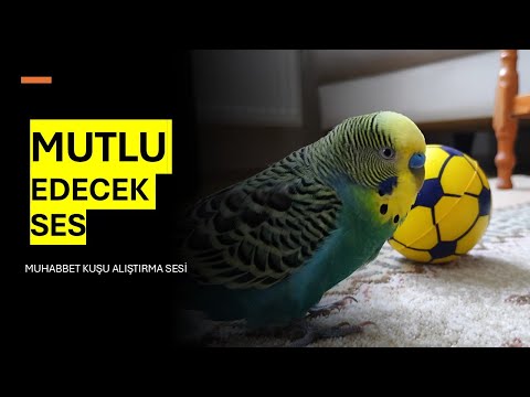MUTLU EDECEK SES , Muhabbet kuşu çağırma , muhabbet kuşu alıştırma , muhabbet kuşu konuşturma sesi