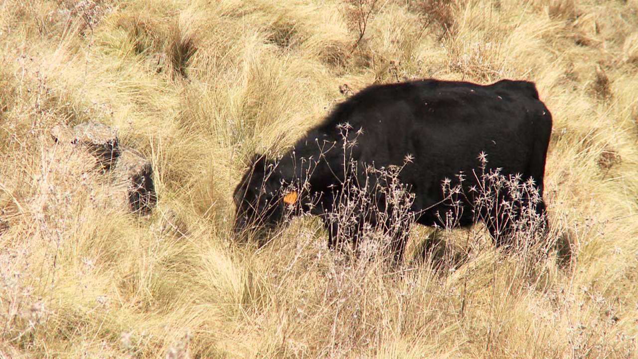 Grazing Serrated Tussock using Stress Free Stockmanship methods - YouTube