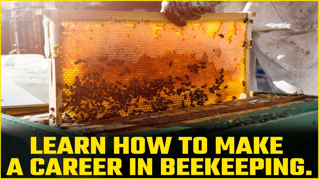 Build Your Career in beekeeping. Learn how and what are the steps for ...