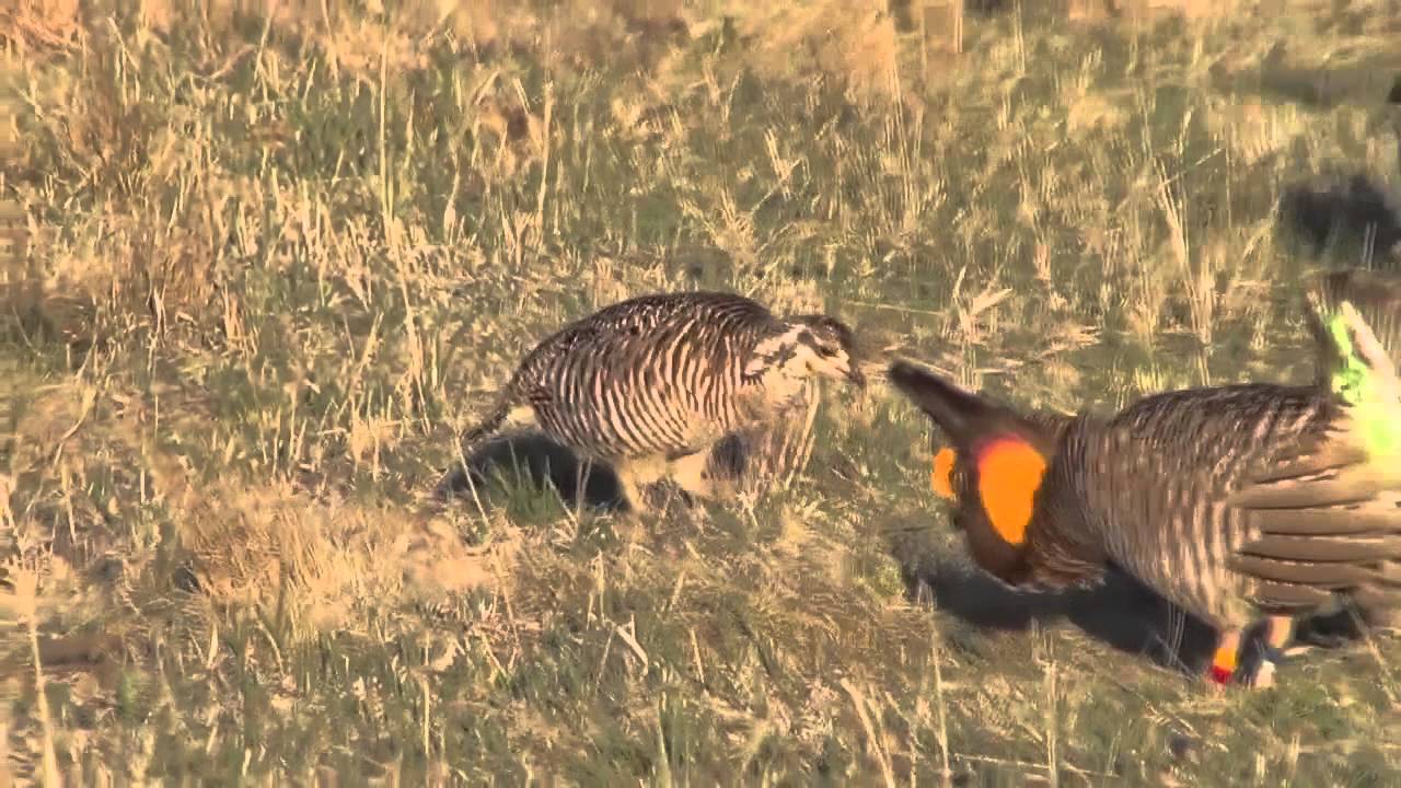 Lesser and Greater Prairie-Chickens Stomping and Booming For Females ...