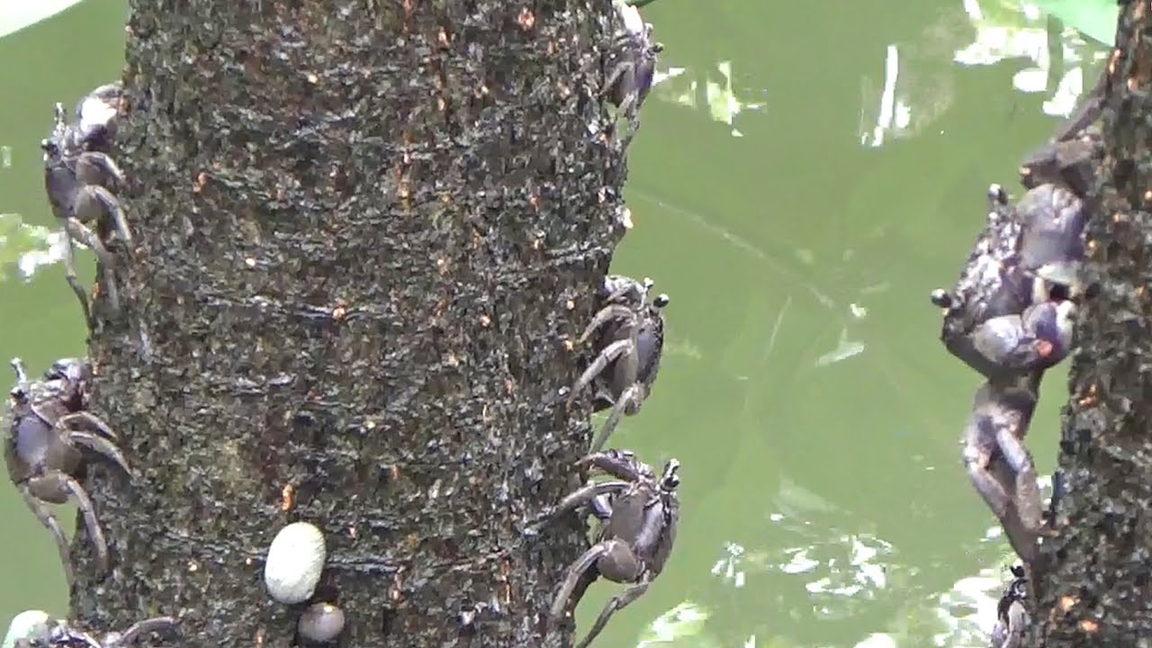 Tree-climbing Crabs in Singapore - YouTube
