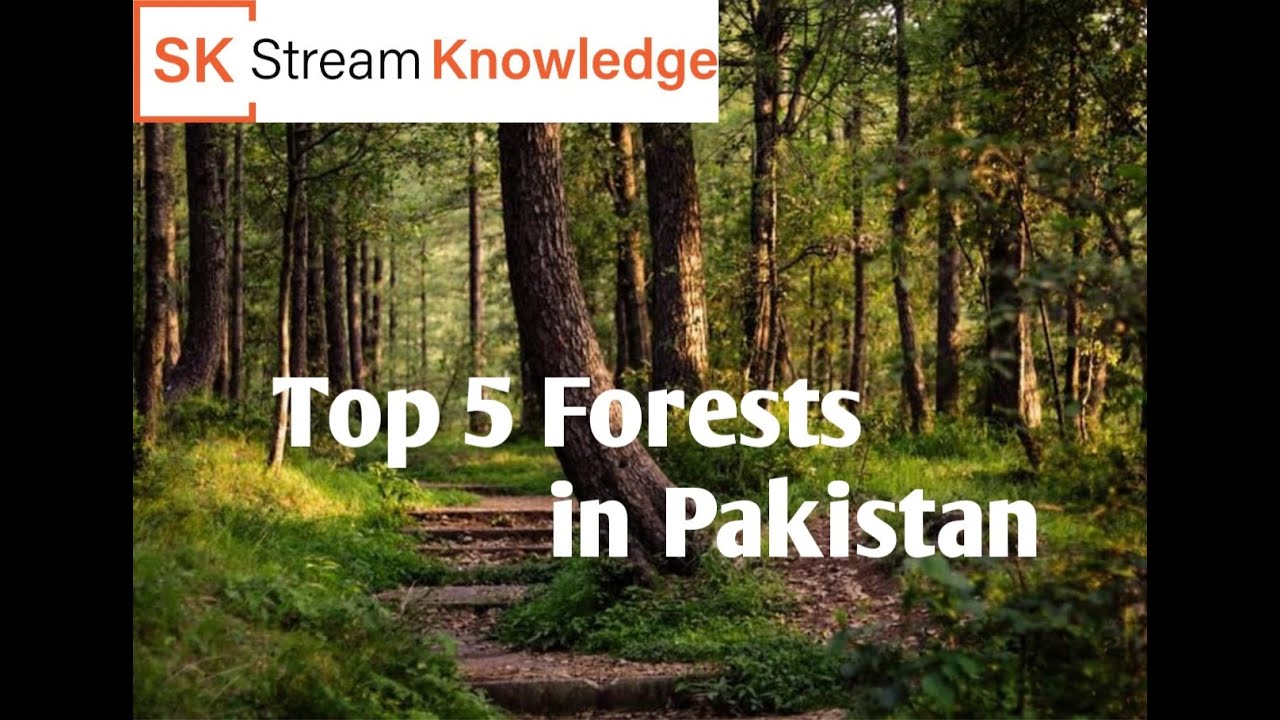 Top 5 Forests In Pakistan | Stream Knowledge - YouTube