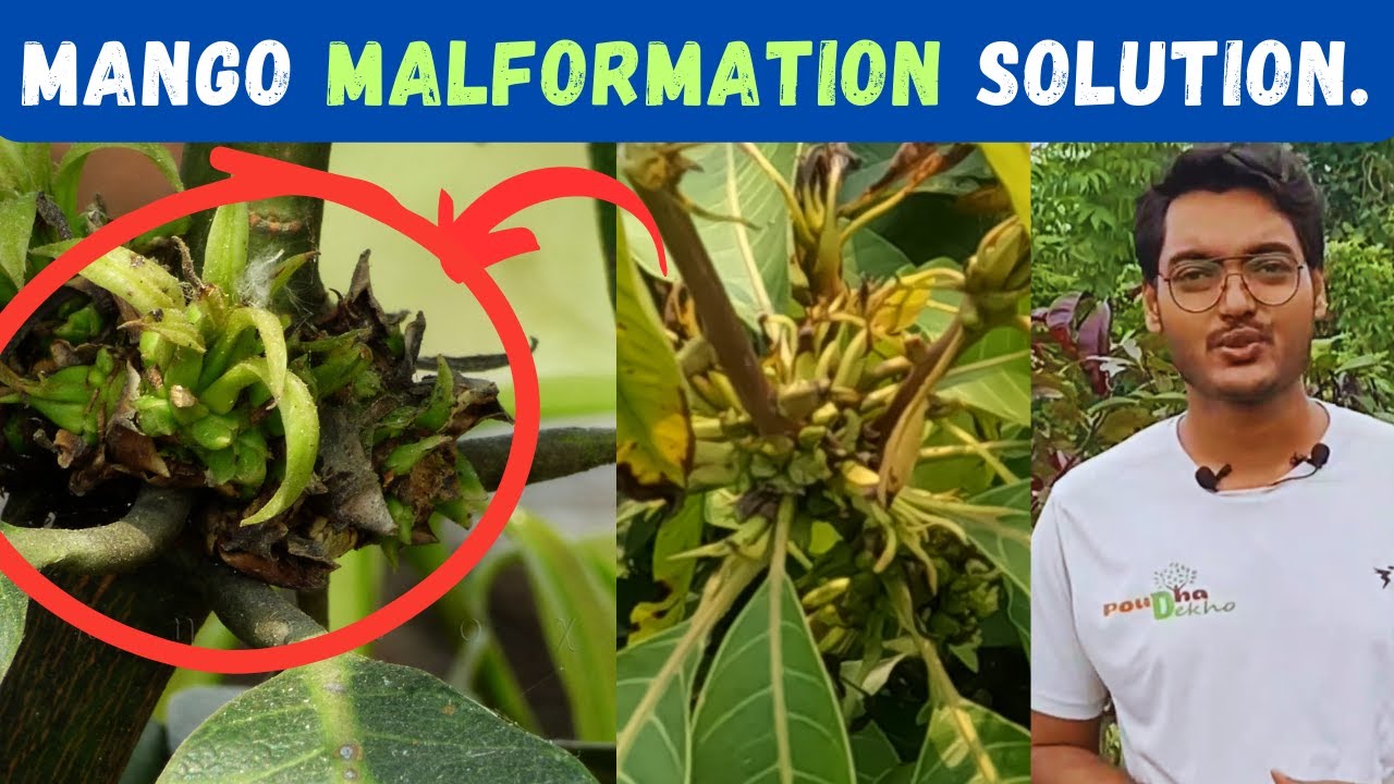 Mango plant diseases Malformation solution // गुट्टी बीमारी// Plants ...