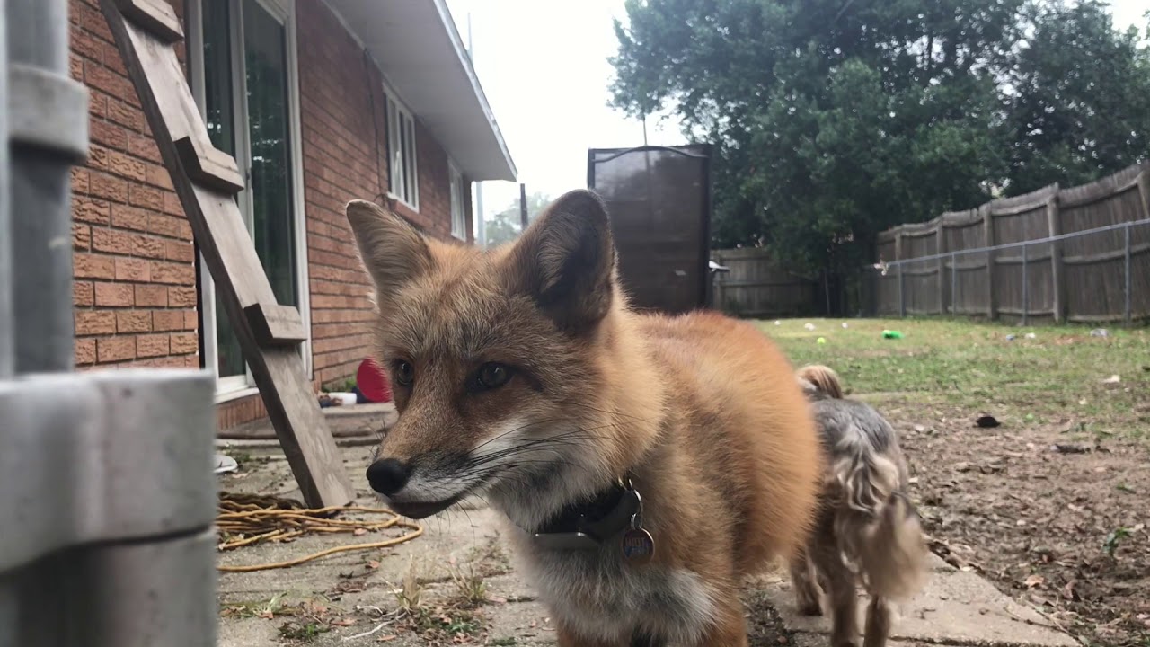 Fox Barks At Neighbors - YouTube