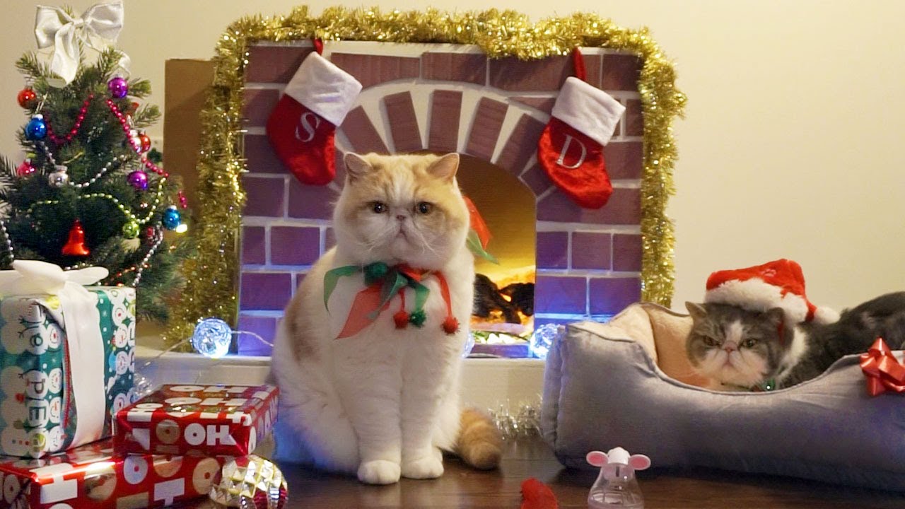 Cat Christmas Magical Yule Log - YouTube