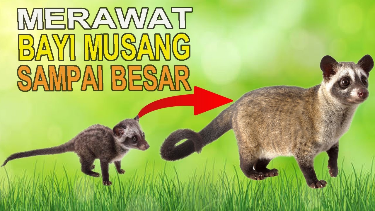 MERAWAT MUSANG PANDAN DARI KECIL SAMPAI BESAR - YouTube