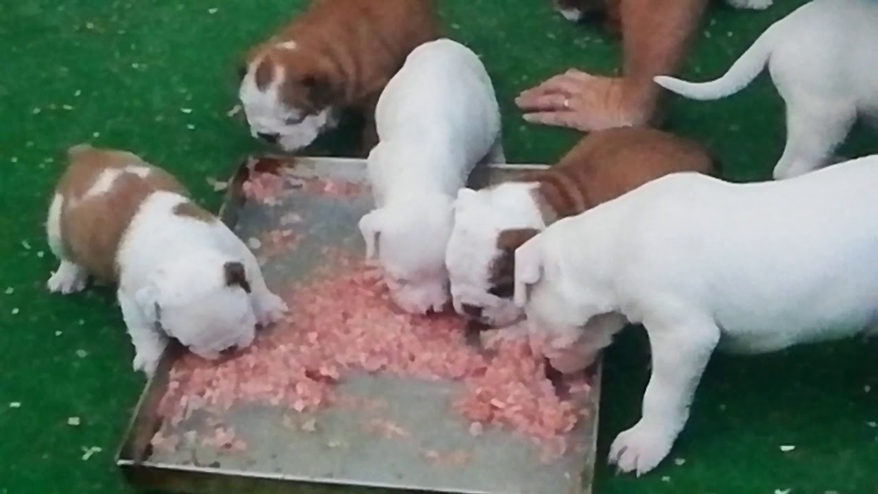 Macinato di carcasse di pollo - YouTube