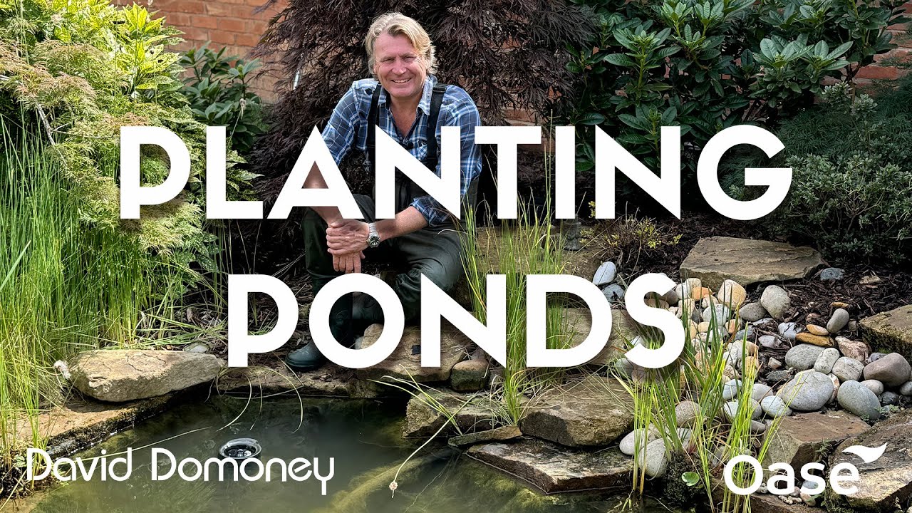 Pond Planting Guide: Transform Your Water Garden with Aquatic Plants ...