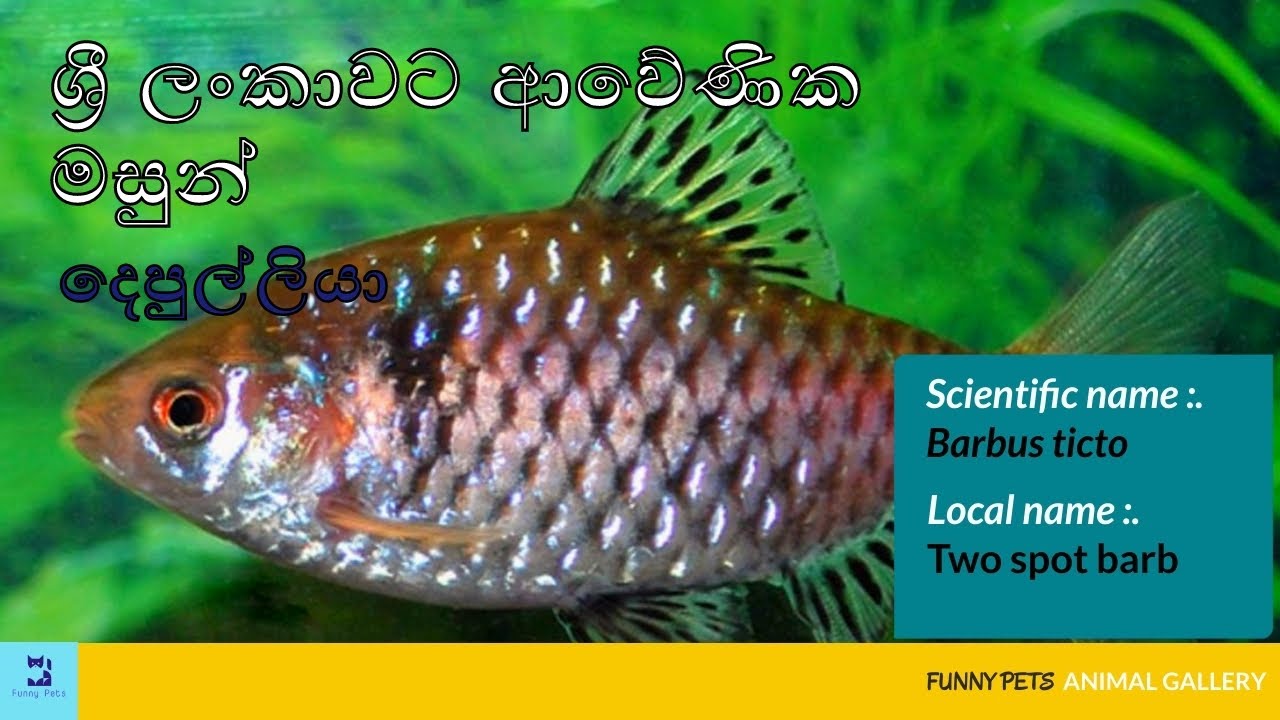 ශ්‍රී ලංකාවට ආවේණික මත්ස්‍ය‍යන් | දෙපුල්ලියා | Depulliya | Barbus ticto ...