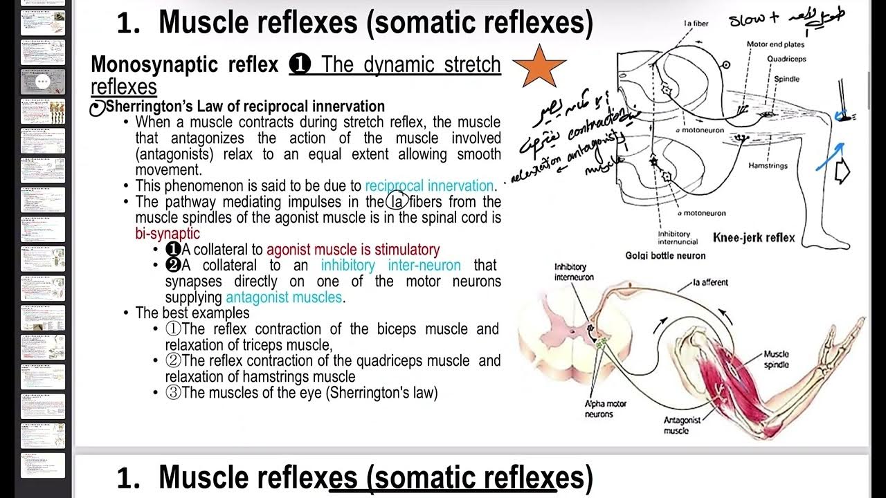 Monosynaptic,bisynaptic,polysynaptic muscle reflex,knee jerk,clasp ...
