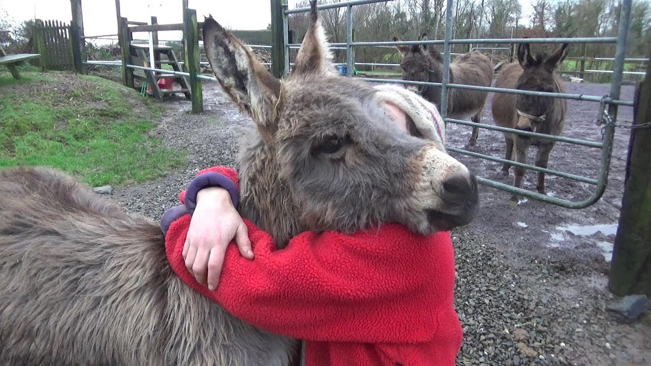 Unser Miniesel Gordon lebt sich gut ein - YouTube