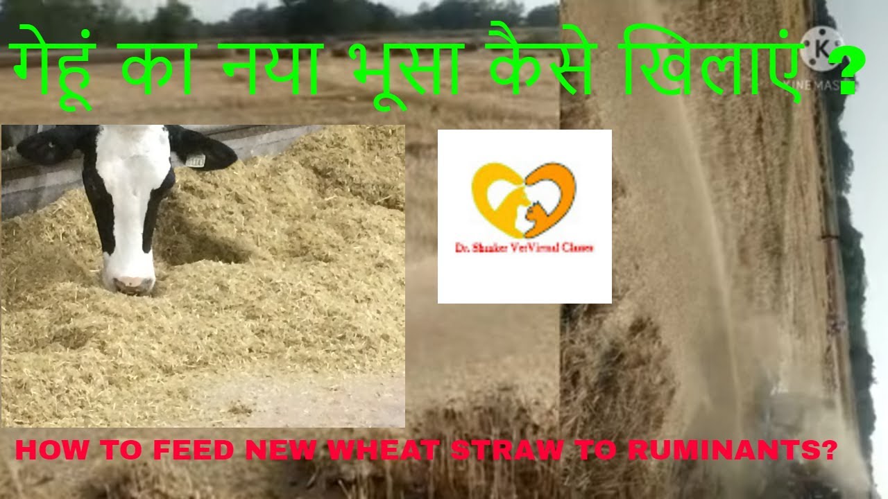Naya bhusa ! New Wheat Straw Feeding ! Ruminal Impaction ? Bloat ! Band ...