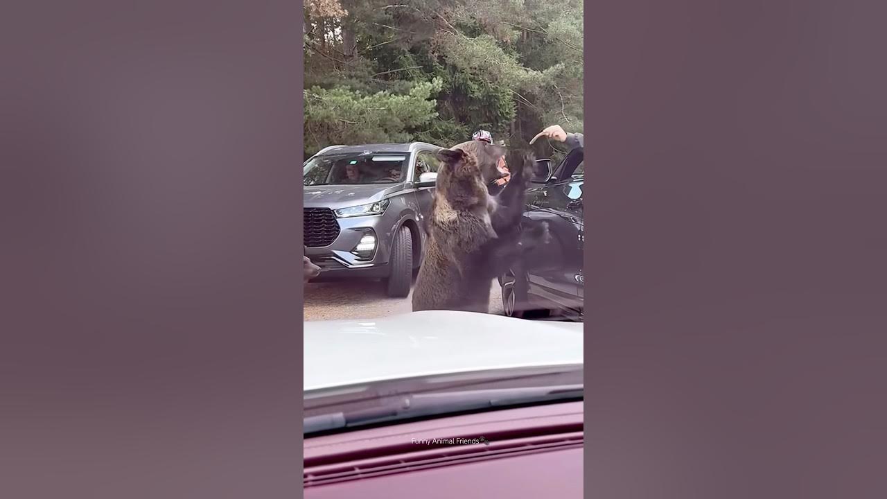 Craziest Bear Attack | Brown Bear Attack | Dangerous Encounter with ...