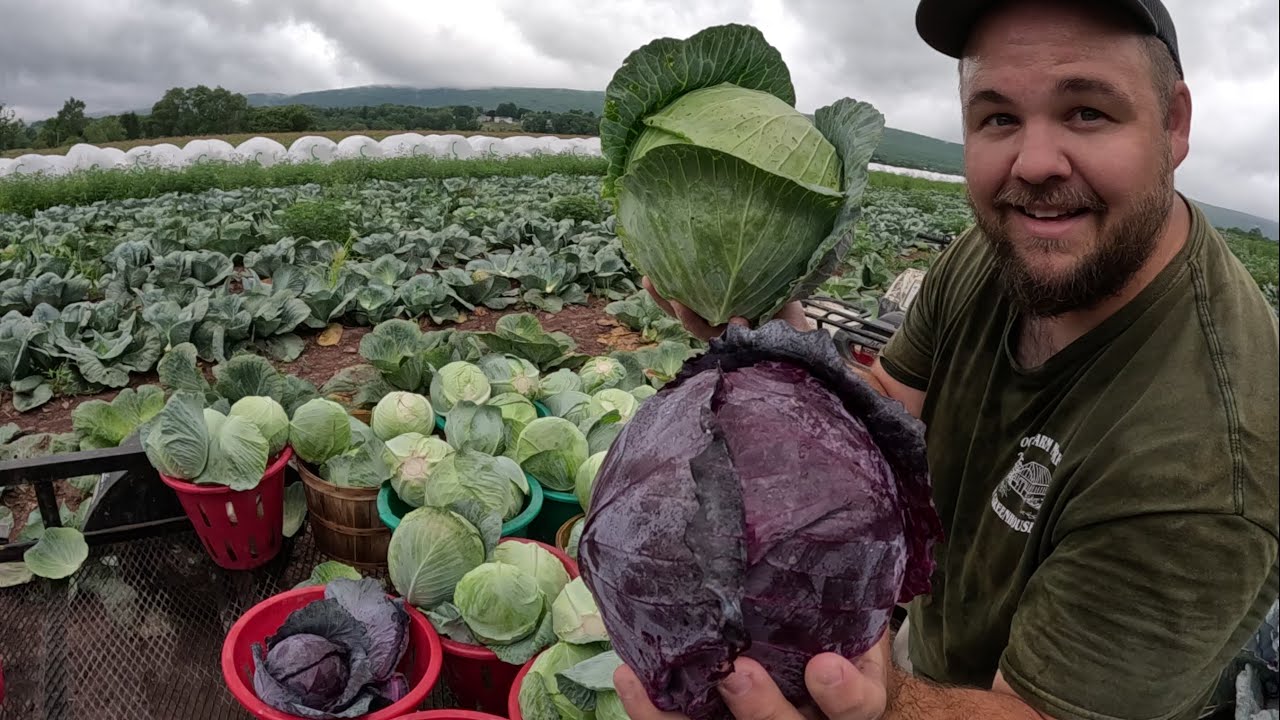 Could this be our best HARVEST yet - YouTube