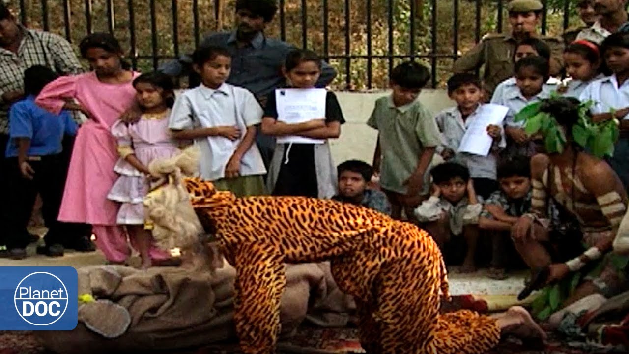 The Tiger War in all its phases: this is the process of war between man ...