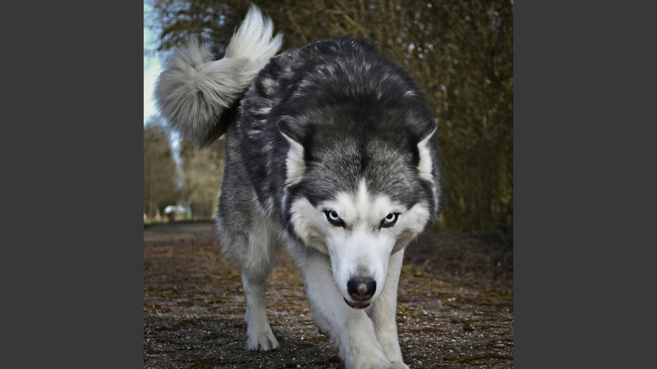 Lobo ¿Estas Ahi? - YouTube