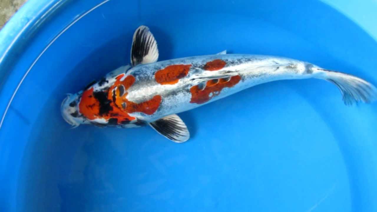 13" Kin Kikokuryu Koi Fish - YouTube