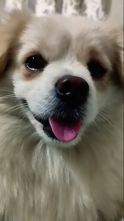 cute dog aww #shorts - YouTube