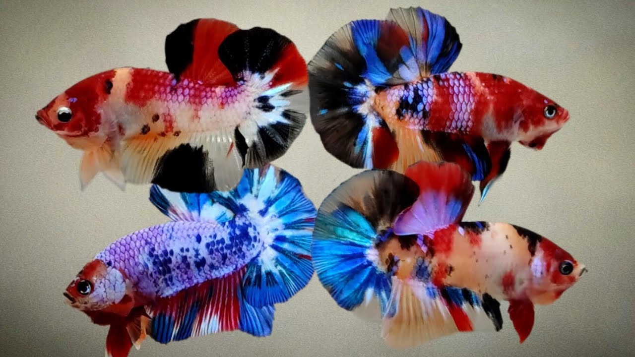 Betta Fish HMPK Multicolour - YouTube