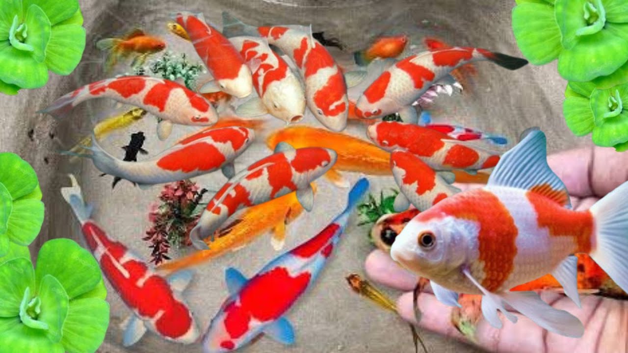 Unboxing IKan Hias Warna Warni,Ikan Cupang,Ikan Koi,Ikan Komet,Ikan Koki,Kura Kura Brazil,Gupy ...