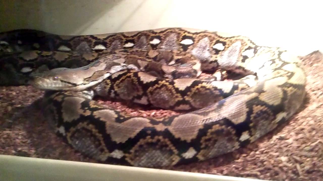 Big beautiful reticulated python - YouTube