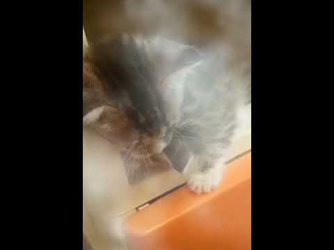 (кисы... - YouTube