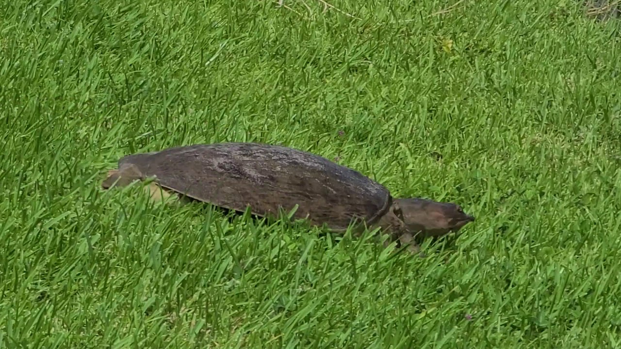 Florida Softshell Turtle Running Fast Across A Sidewalk YouTube Florida Softshell Turtle Running Fast Across A Sidewalk YouTube