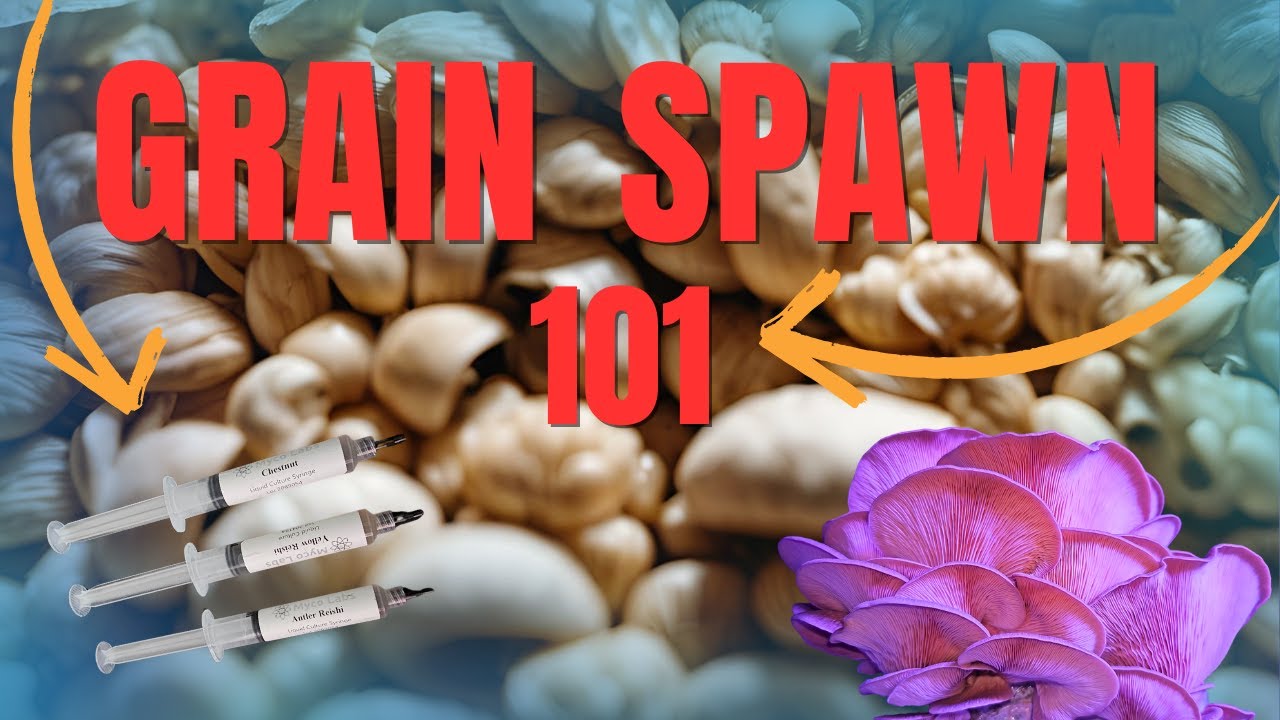 Grain Spawn 101: Step-by-Step Guide to Prepare the Perfect Grain for ...